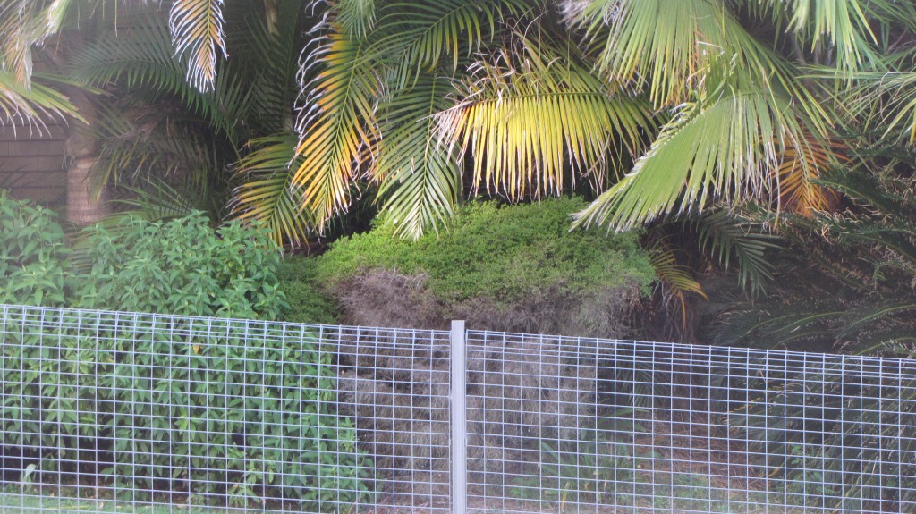 Weldmesh 'Acacia' design - Homestead Fencing